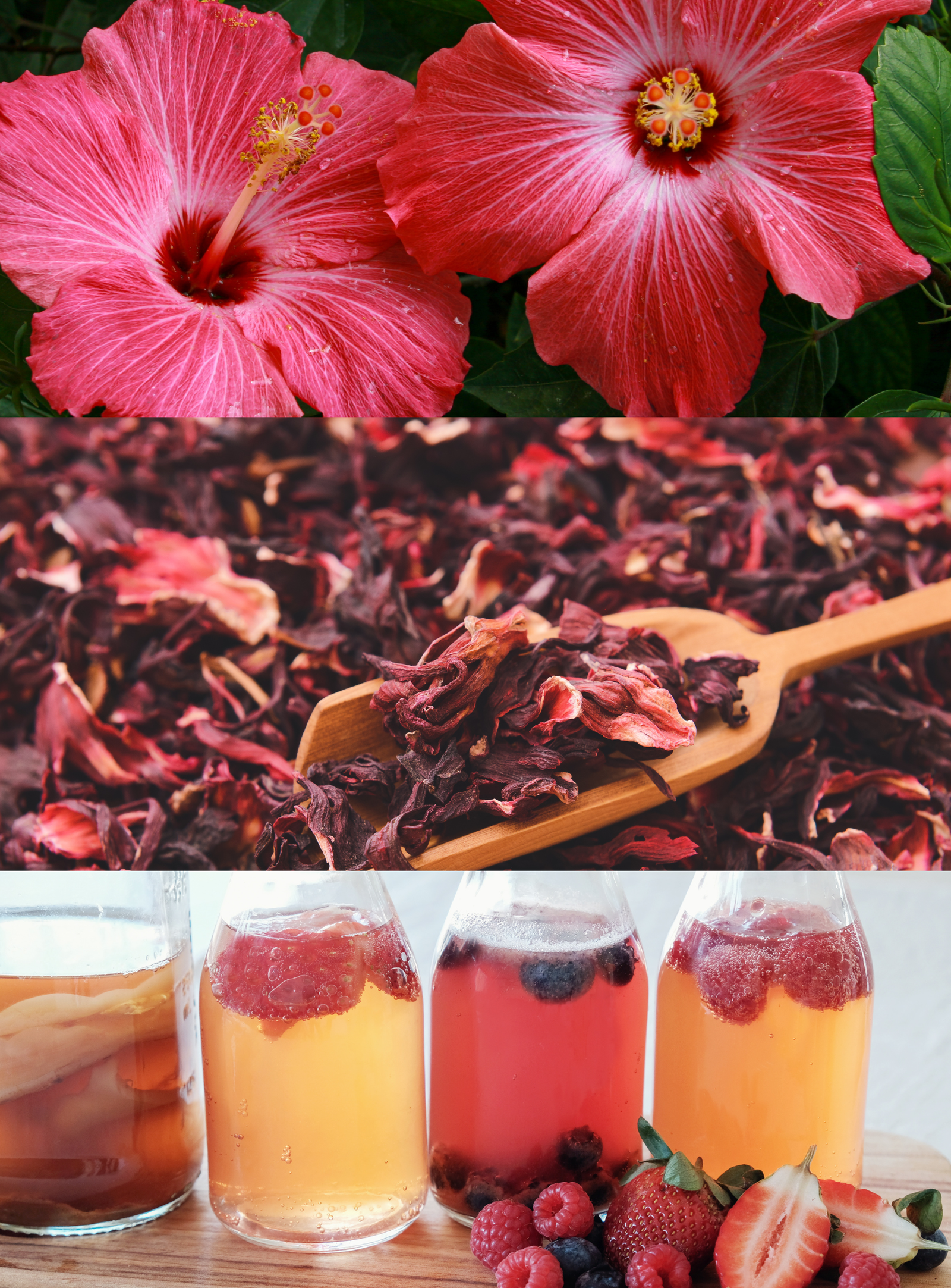 How to Make Hibiscus Kombucha - With 15 Recipe Ideas