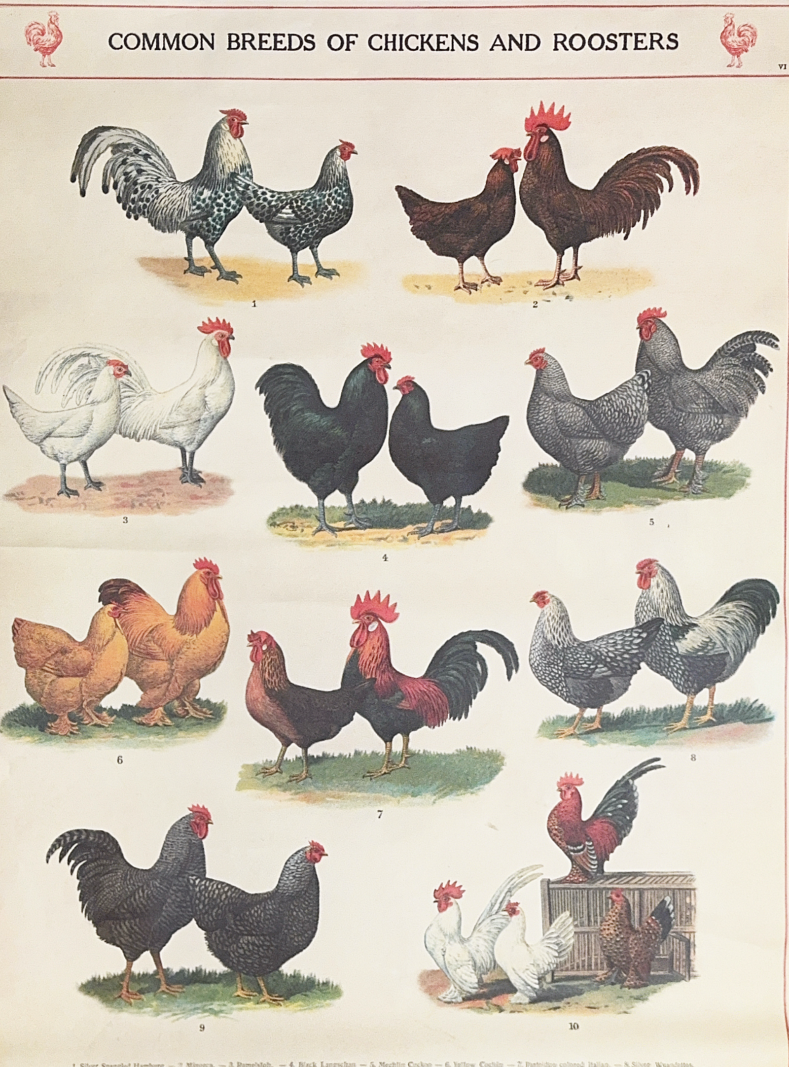 Popular Chicken Breeds: The Best Choices for Beginners and Homesteaders ...